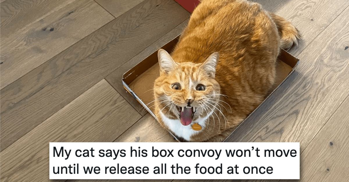 10 Cat Tweets That Are Totally the Tops!