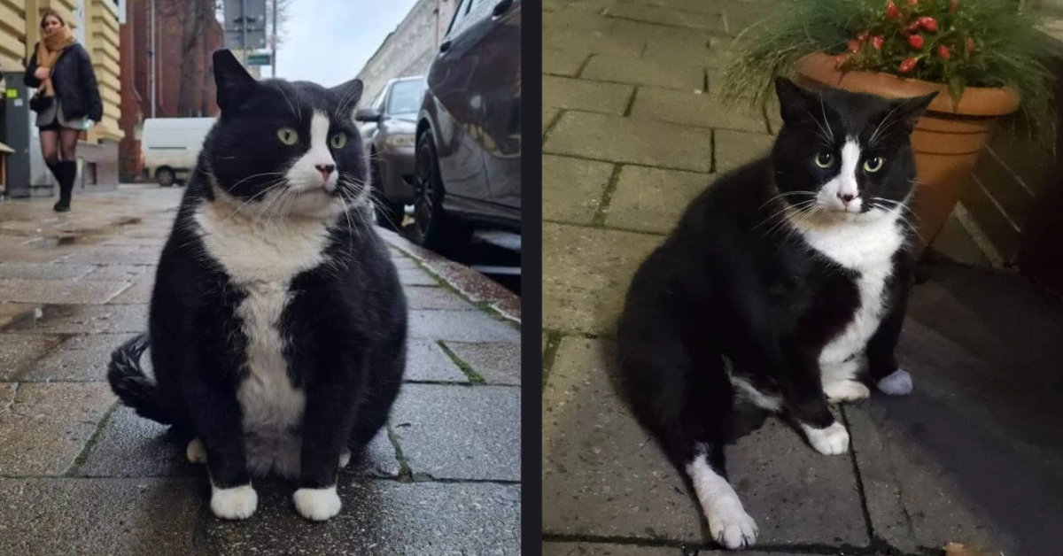 A Town in Poland’s Top Tourist Attraction Is a Big, Chonky Cat